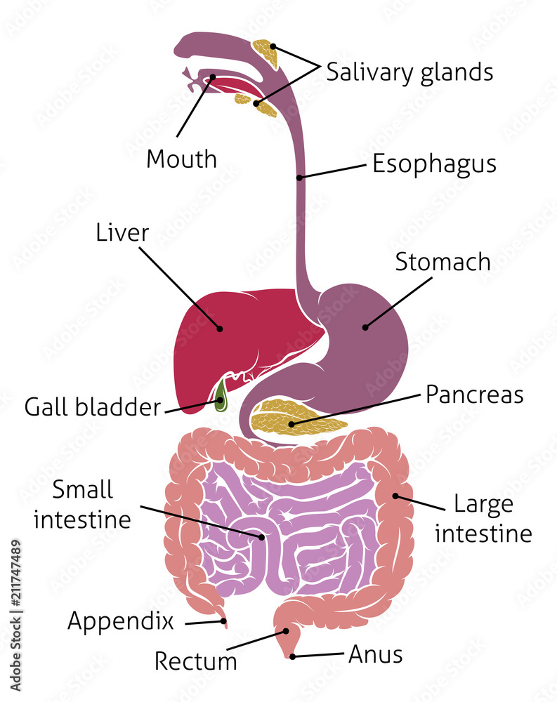 Human Digestive System Gut Gastrointestinal Tract Stock Vector | Adobe ...