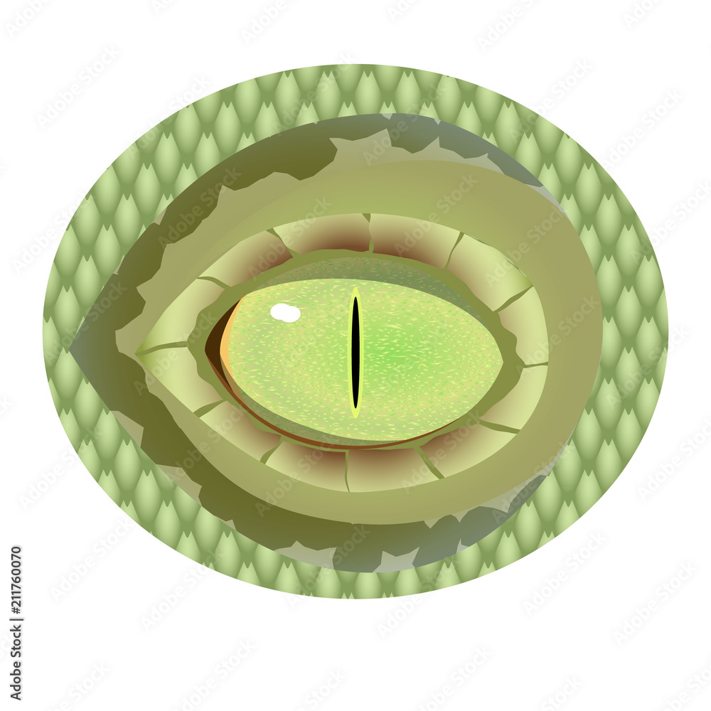 Green realistic eye of reptile with a narrow pupil. Vector eye of ...