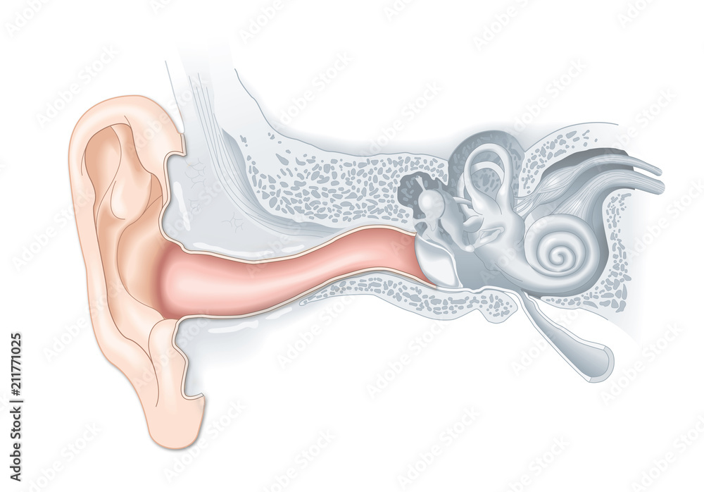 Outer ear anatomy, medical illustration Stock Illustration | Adobe Stock