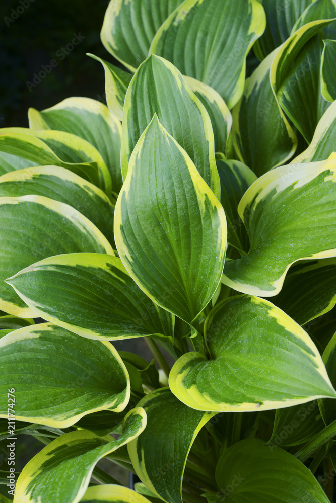Hosta Queen Josephine / hostas / plantain lilies Stock Photo | Adobe Stock
