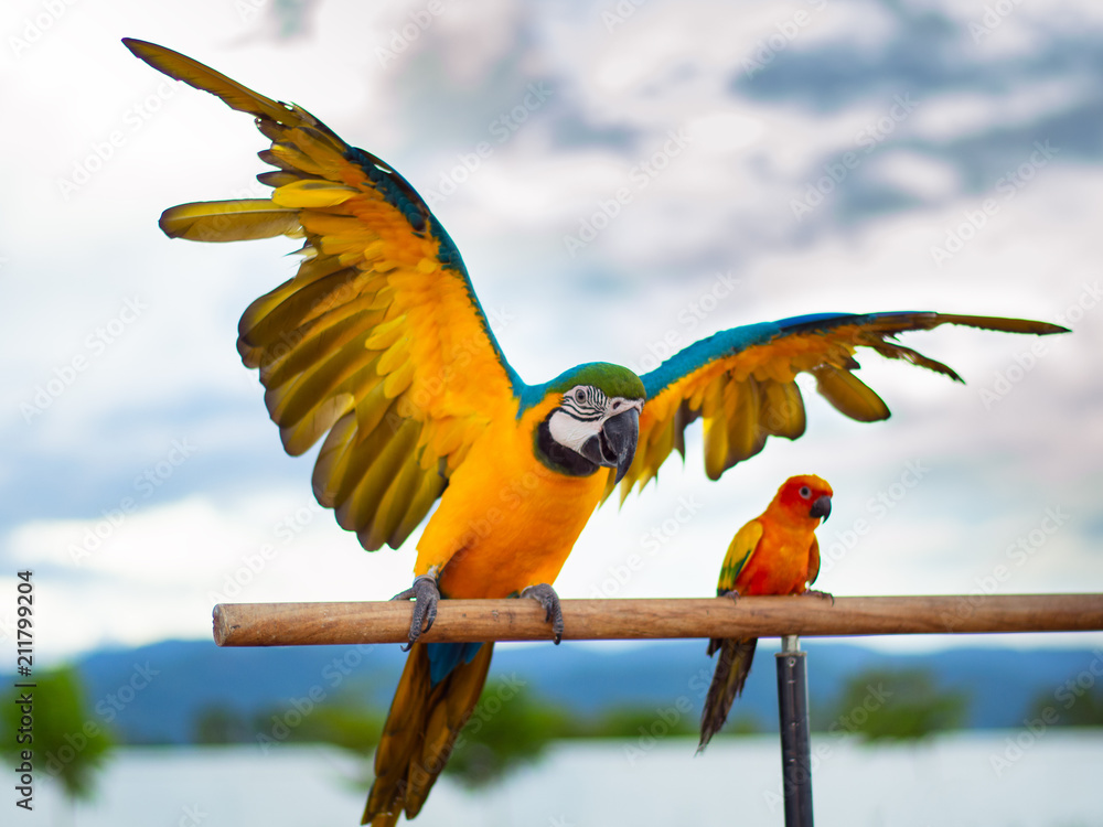 Foto de The most beautiful Macore parrot bird on the branch.The most ...