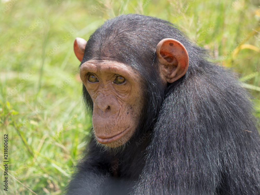 Foto de Chimpanzee consists of two extant species: the common ...