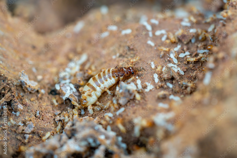 Termite Queen Video