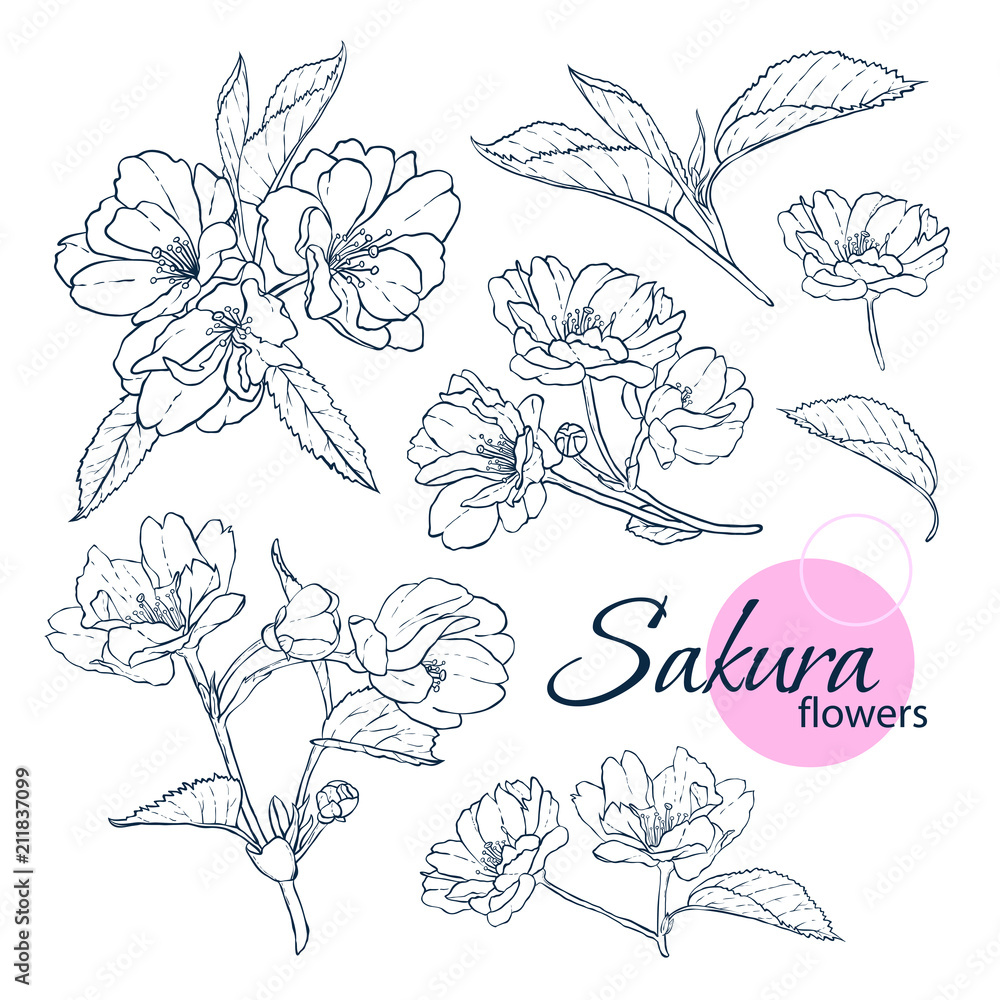 Japanese Flowers Line Drawings