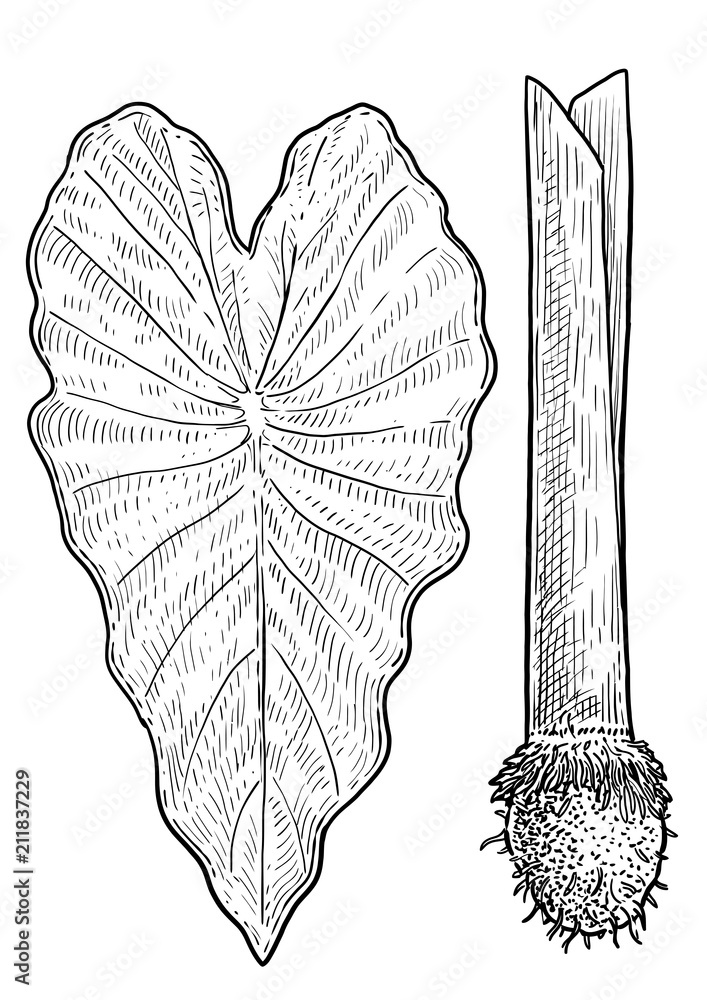 Taro Plant Drawing