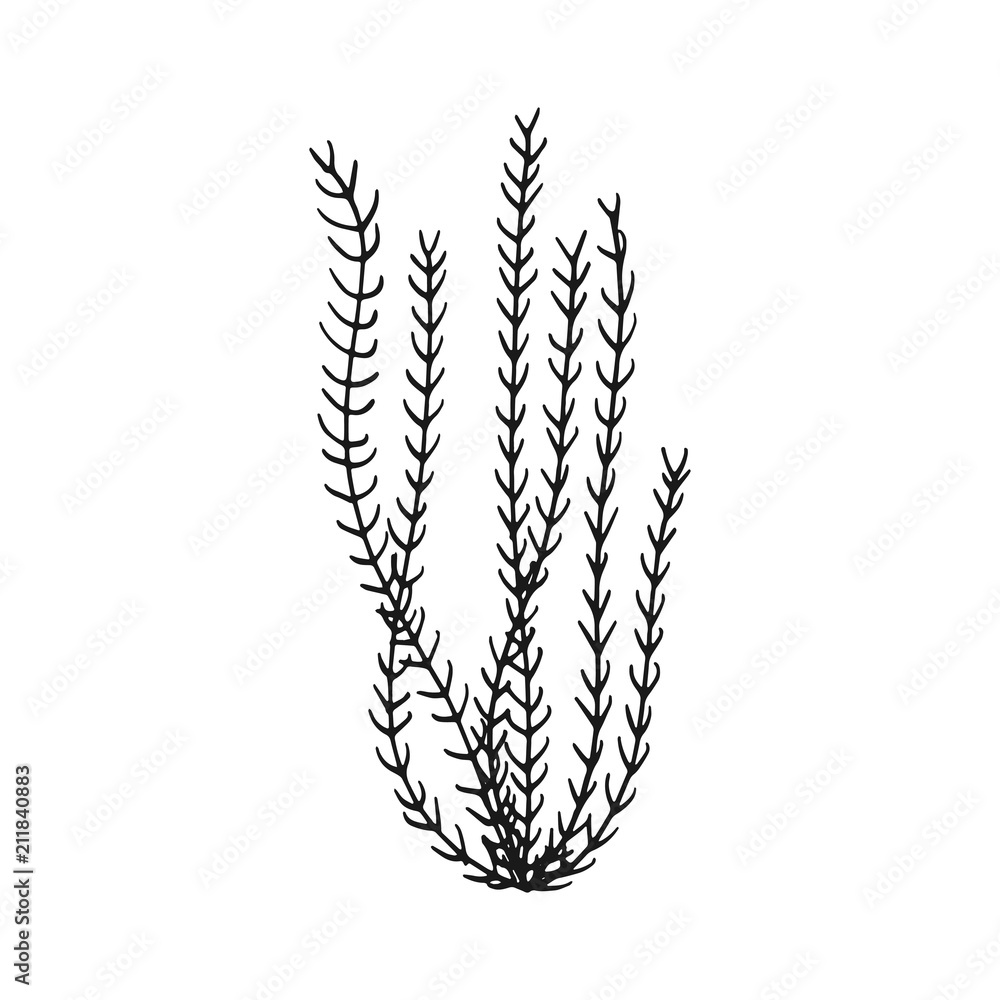 Simple Seaweed Drawing