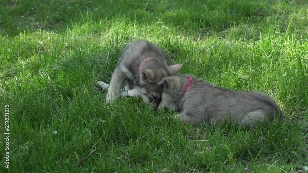 Beautiful amusing puppies of Saarloos wolfhound playing on green lawn ...