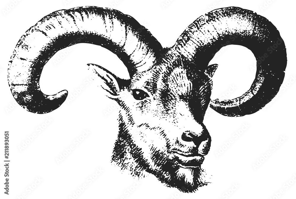 ram head - Equus #vector #isolated - Widderkopf Widder Stock Vector ...