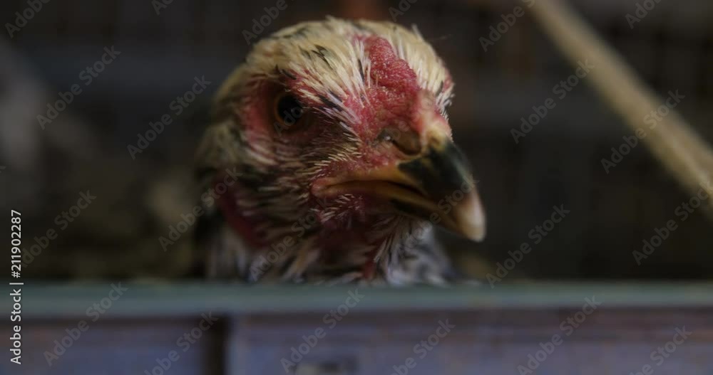 Female Chicken looking out of a basket observing the surrounding area ...