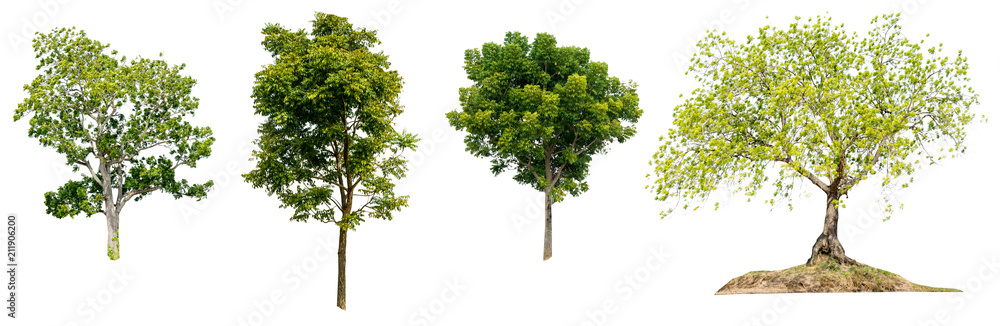 asia tropical neem tree green on white background Stock Photo | Adobe Stock