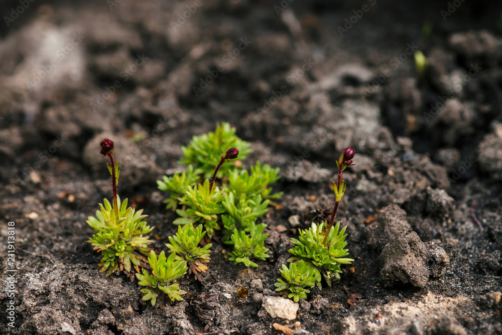 Crops growing in rich black soil outdoor with copy space. Plant sprout ...