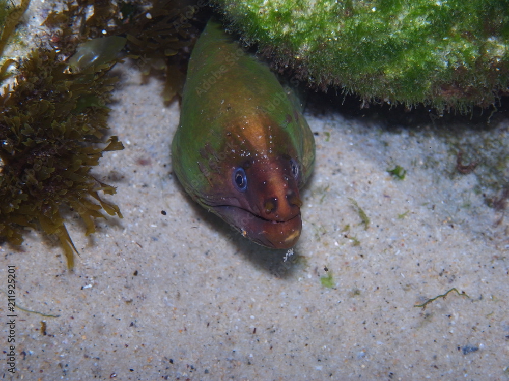 Green Mooray Eel-Gymnothorax prasinus with cephalopod parasites ...