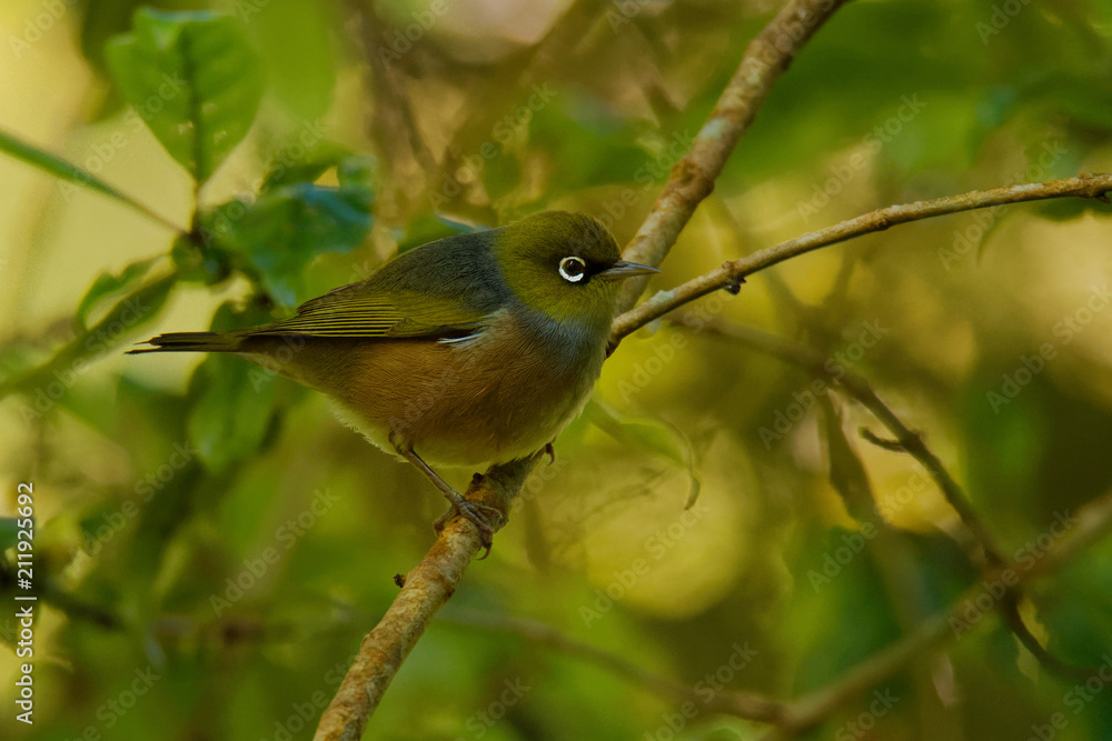 Zosterops lateralis - Silvereye - in maori language tauhou in the ...