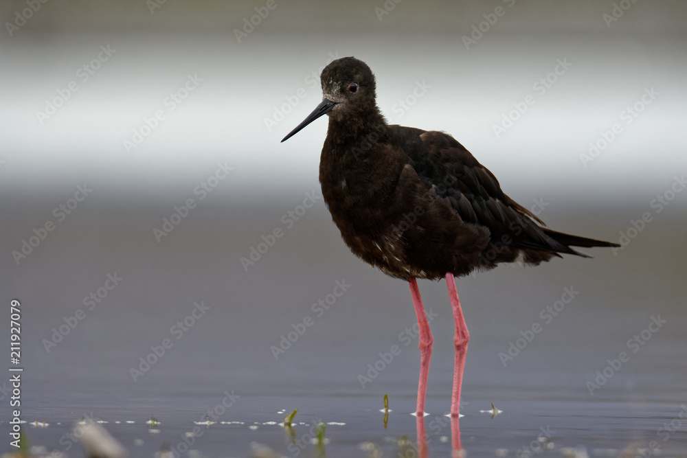 Photo & Art Print Himantopus novaezelandiae - Black stilt - kaki in ...
