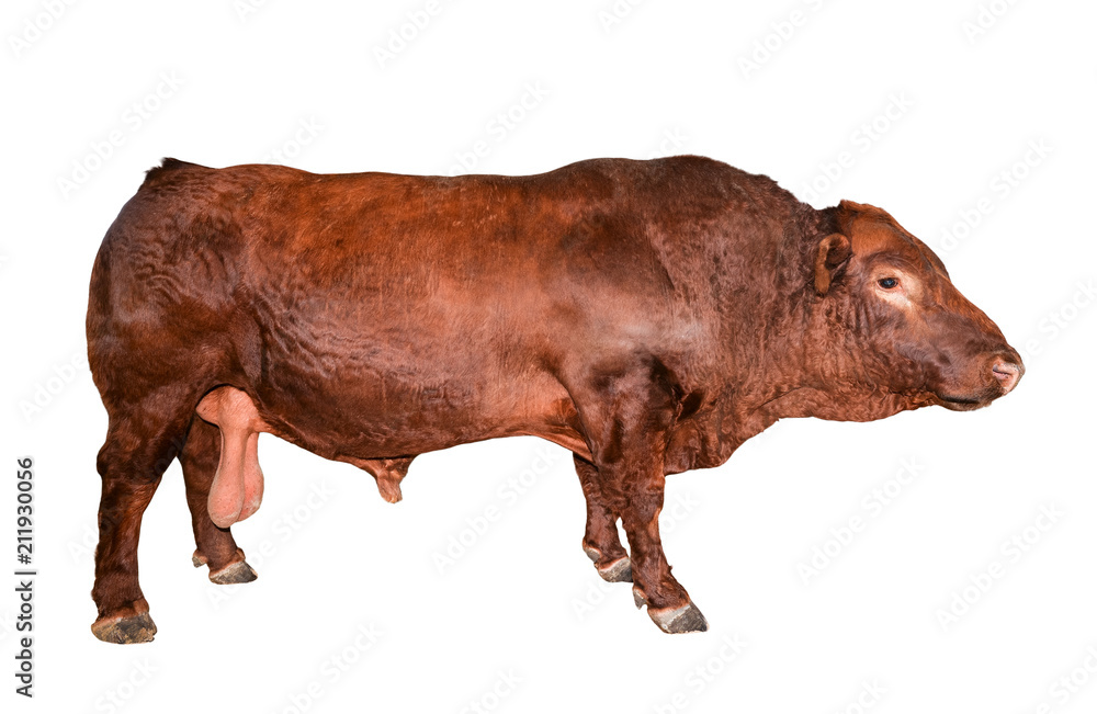 Bull isolated on white. Beautiful big brown bull full length. Bull ...