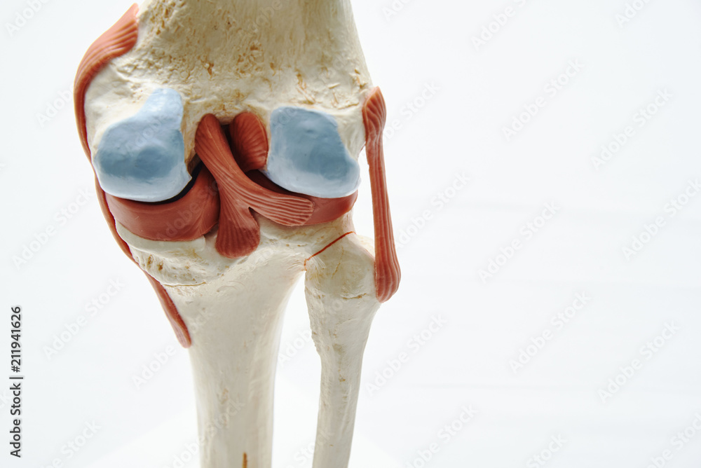 Knee joint model in medical office Stock Photo | Adobe Stock