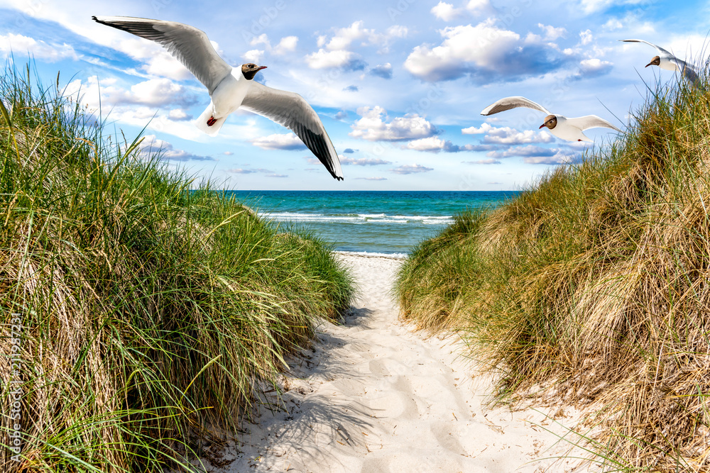 Möwen am Weg zum Strand Stock-Foto | Adobe Stock