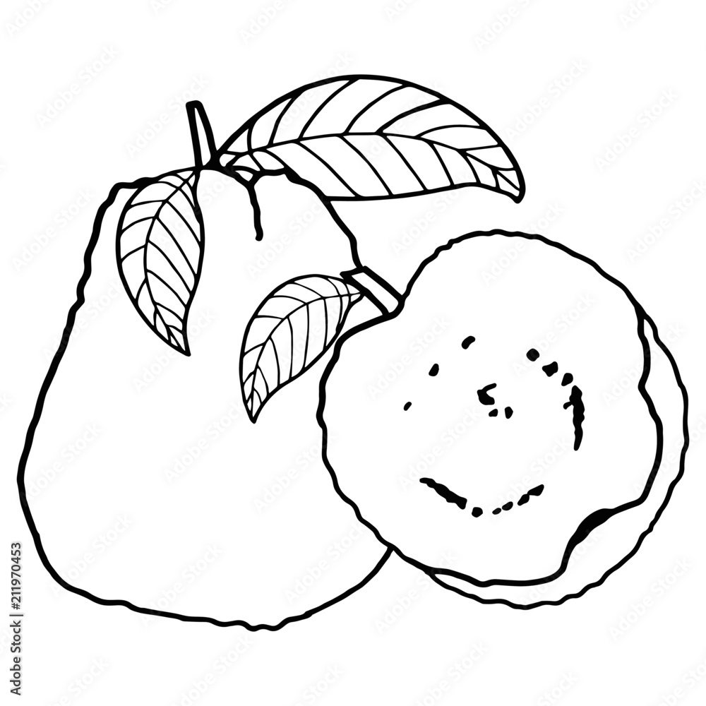 Guava cartoon illustration isolated on white background for children ...