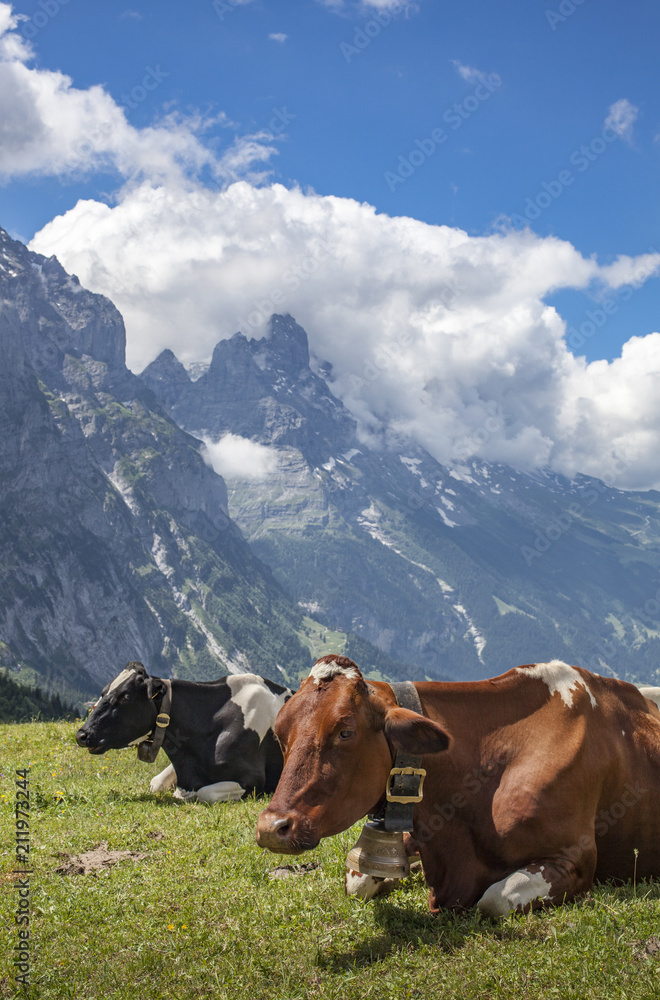 cattle herd in the grasslands high above Grindelwald with Eiger North ...