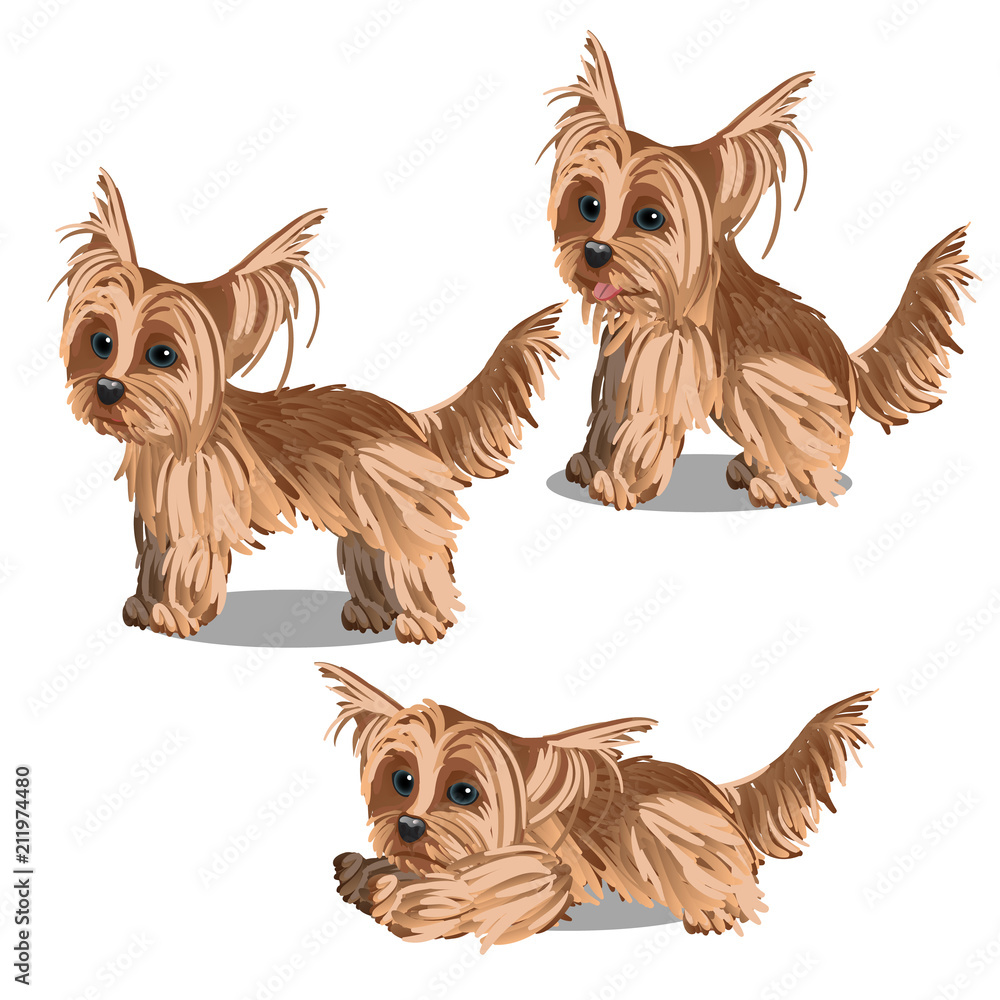 Set of cartoon animated Yorkshire Terrier puppy isolated on white ...