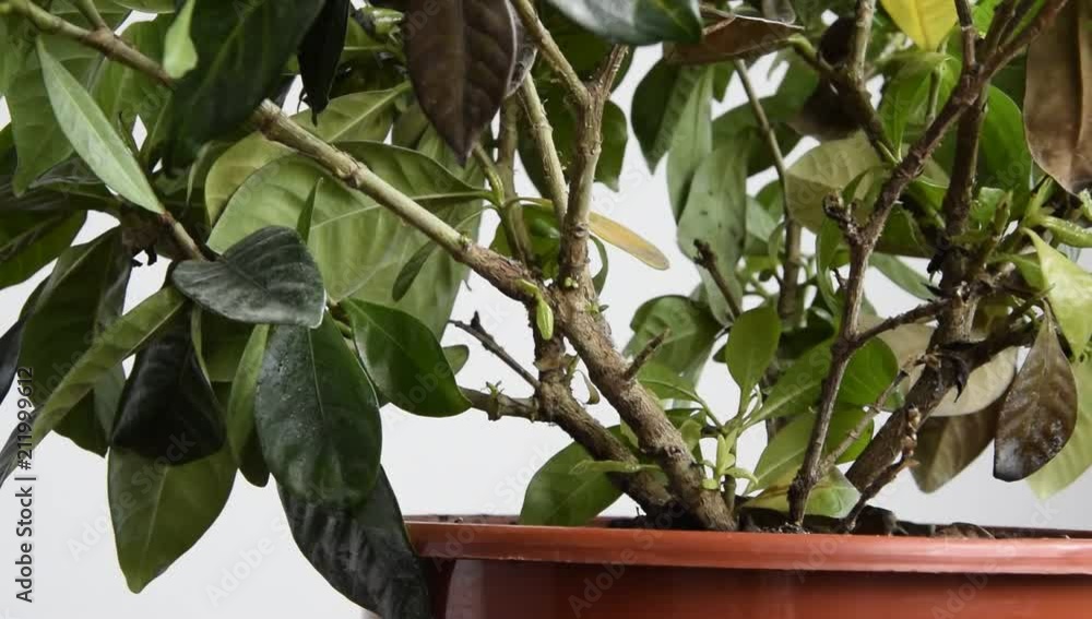Camera moves aling a sick gardenia plant with falling yellow leaves ...