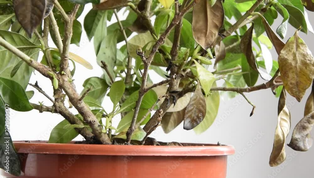 Camera moves aling a sick gardenia plant with falling yellow leaves ...