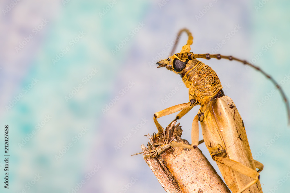 Male brown deep mountain oak wood borer longhorn beetle (Coleoptera ...
