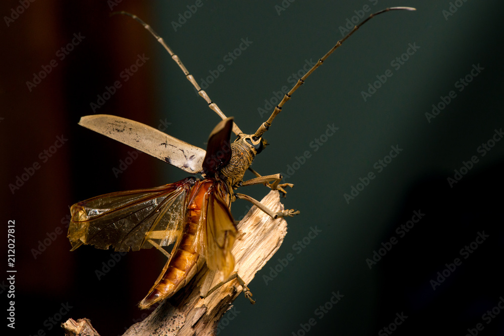 Male brown Deep mountain oak wood borer longhorn beetle (Coleoptera ...