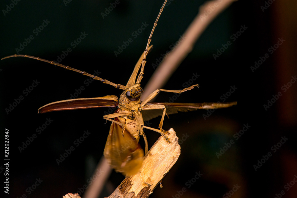 Male brown Deep mountain oak wood borer longhorn beetle (Coleoptera ...