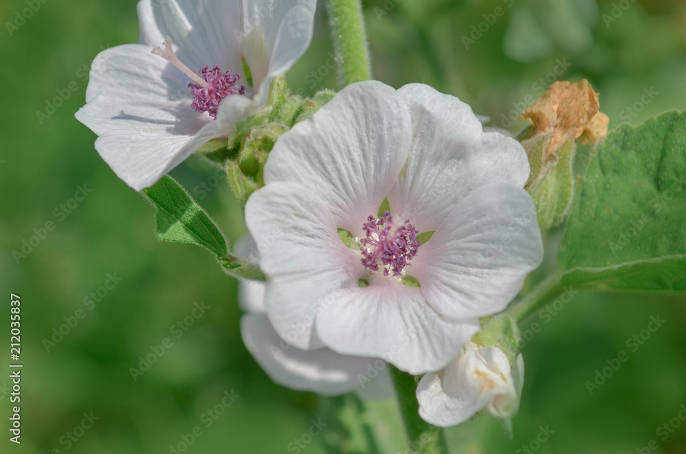 Marsh mallow flower Stock Photo | Adobe Stock