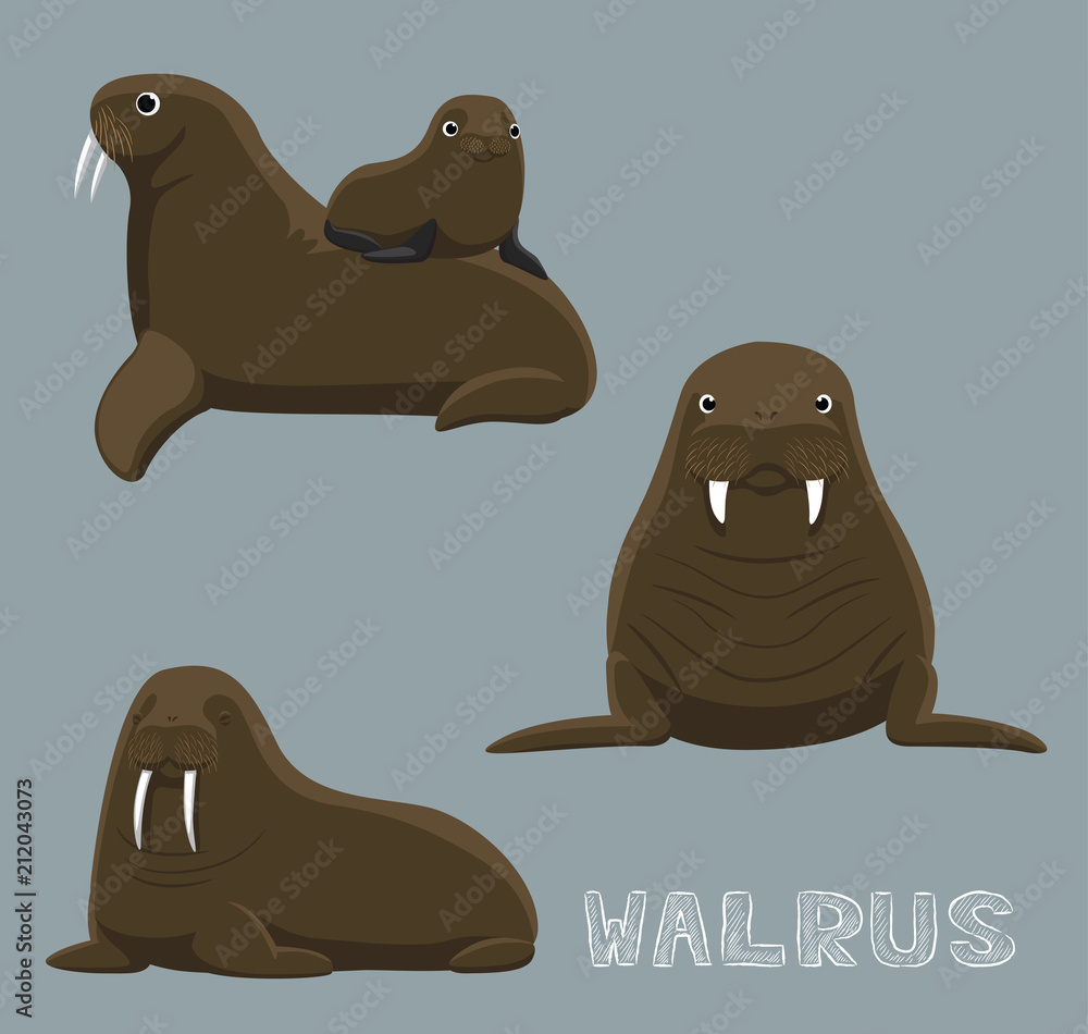 Poster Walrus Cartoon Vector Illustration – Wall Art | UkPosters