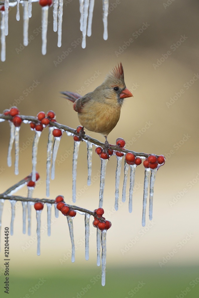 Northern Cardinal (Cardinalis cardinalis), adult female perched on icy ...