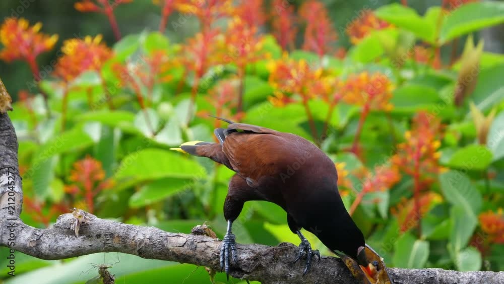 Crested oropendola in its natural habitat in the rainforest. The ...