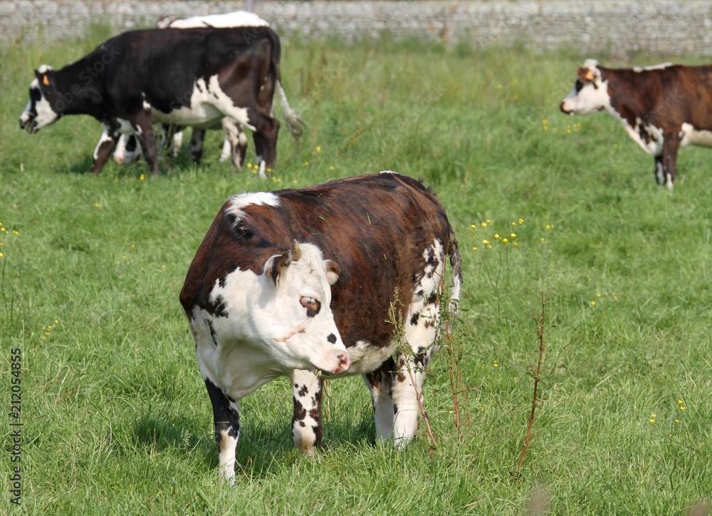 Foto de vaches normandes dans le Cotentin, Manche, Normandie do Stock ...