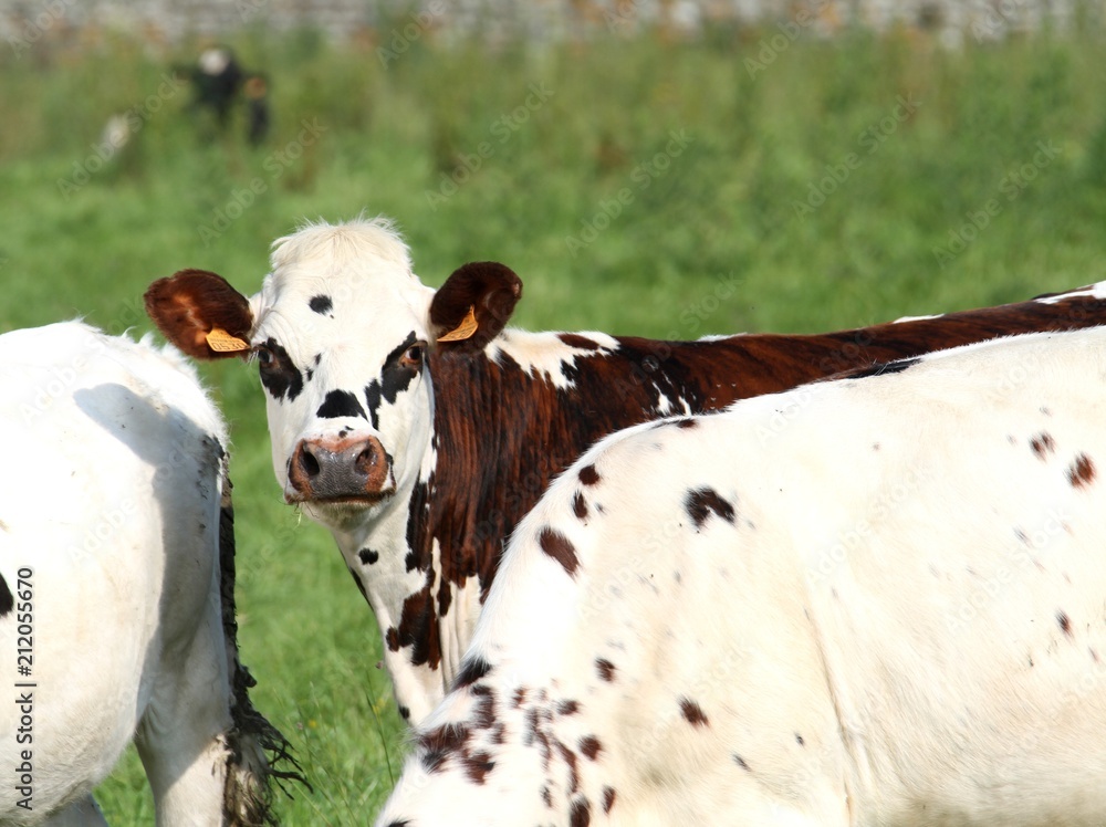 vaches normandes dans le Cotentin, Manche, Normandie Stock Photo ...
