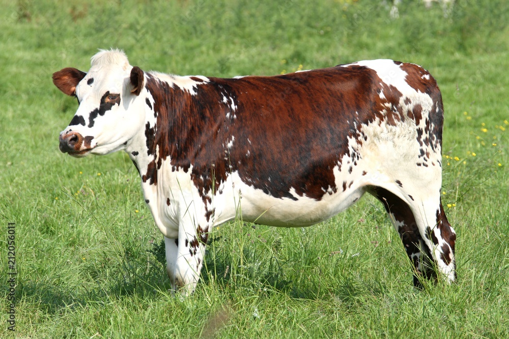 vaches normandes dans le Cotentin, Manche, Normandie Photos | Adobe Stock