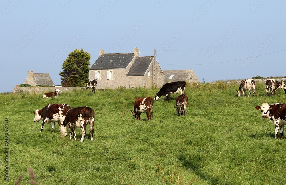 vaches normandes dans le Cotentin, Manche, Normandie Stock Photo ...