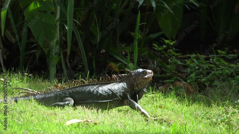 American green iguana running in super slow motion in the rainforest ...