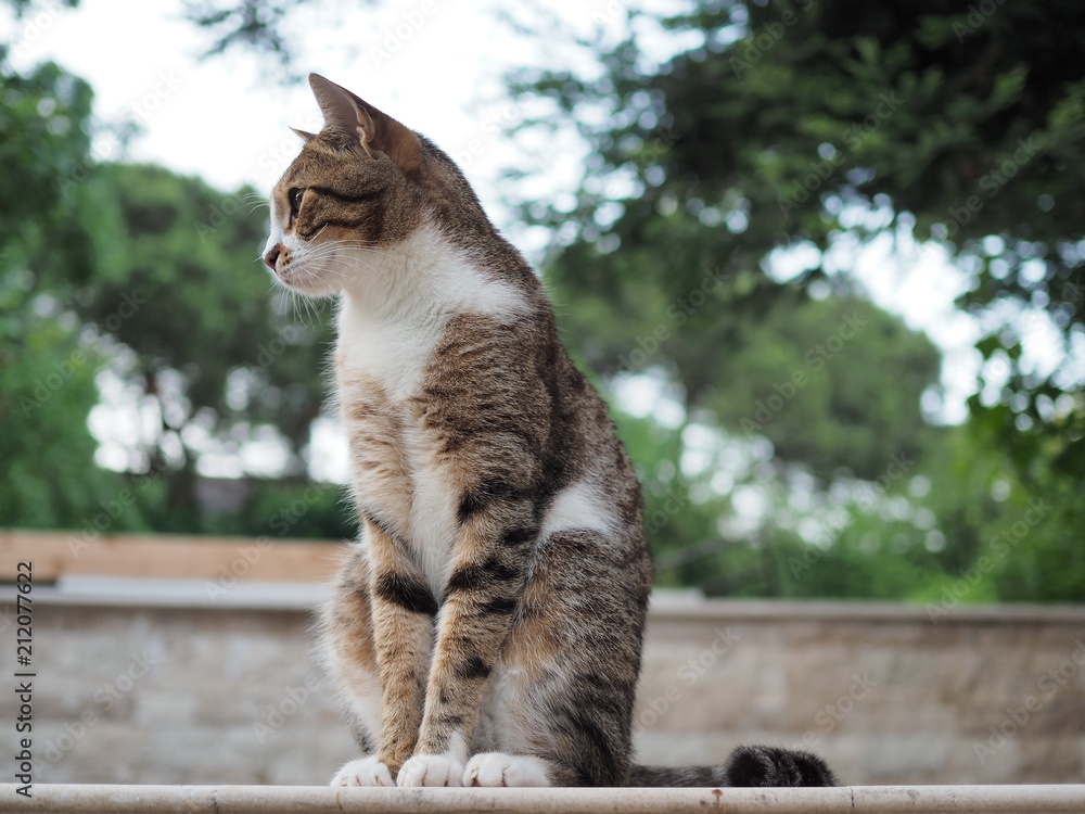 Cat Looking To The Left