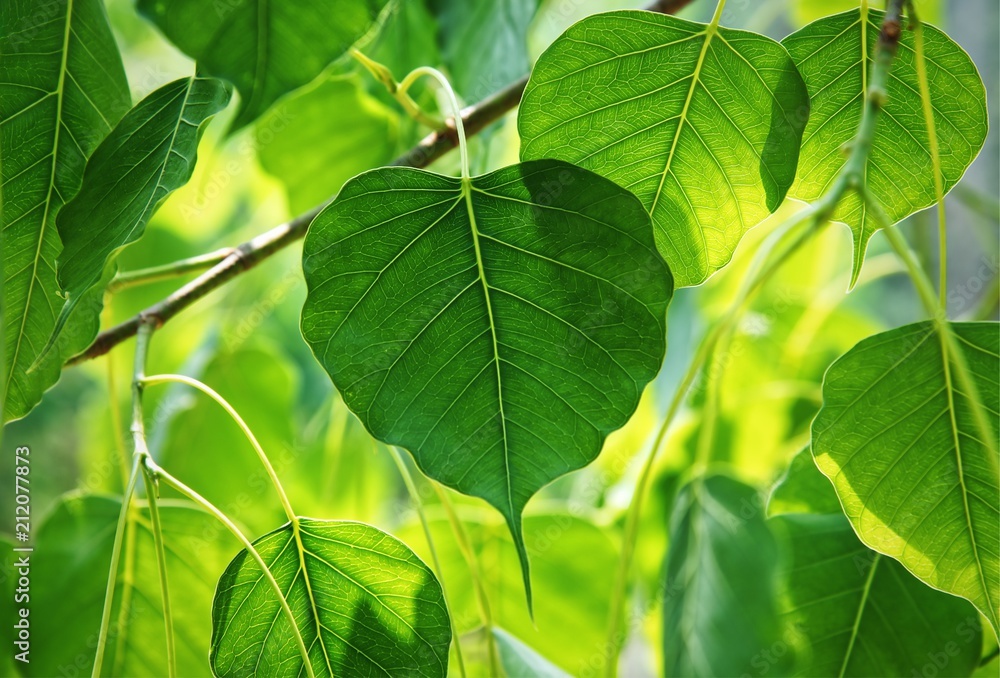Bodhi tree leaves on nature background Stock Photo | Adobe Stock