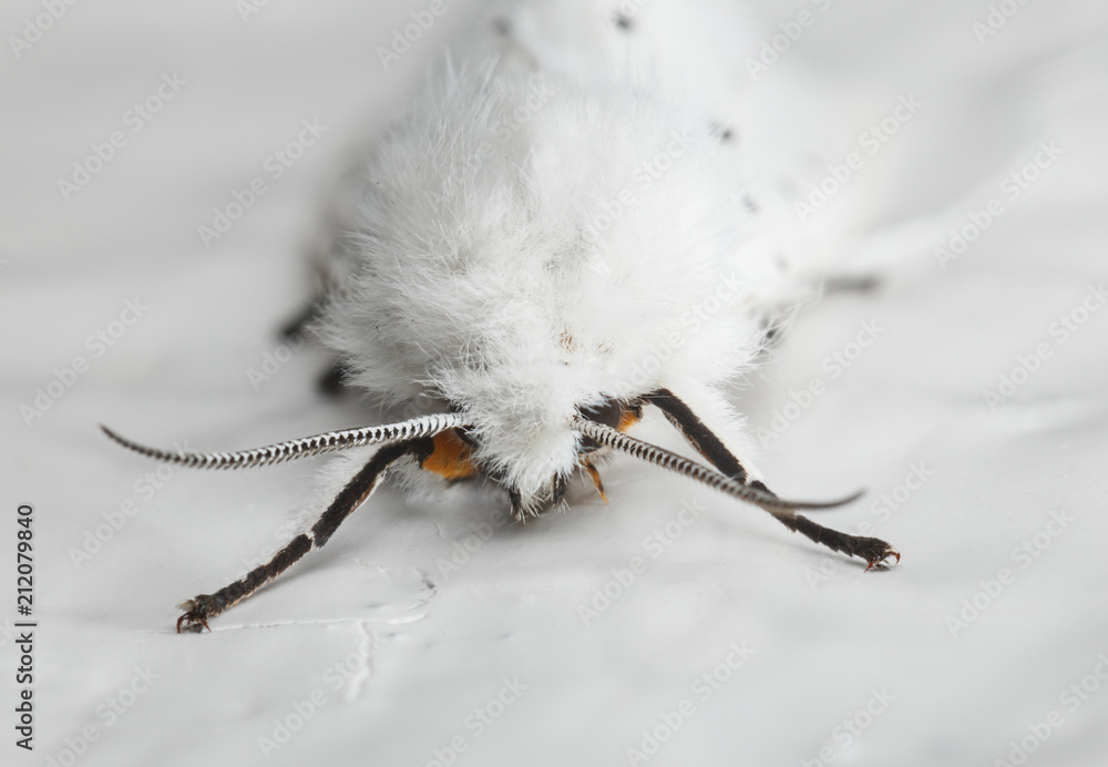 Fluffy Moth