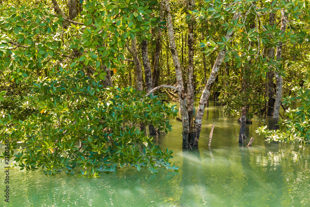 A dense forest of salt-tolerant mangrove trees of the Rhizophoraceae ...