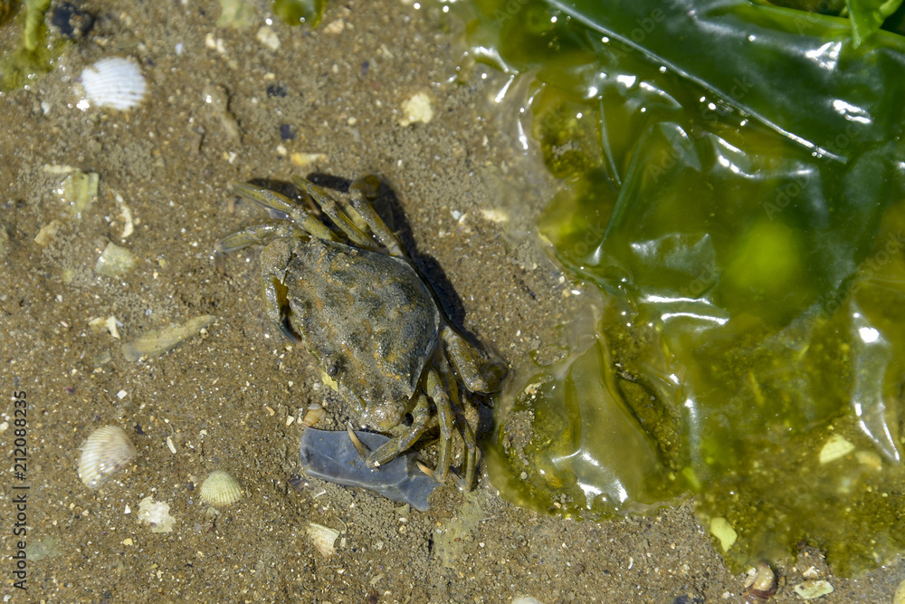 Crabe vert, Crabe enragé, Carcinus maenas Stock Photo | Adobe Stock