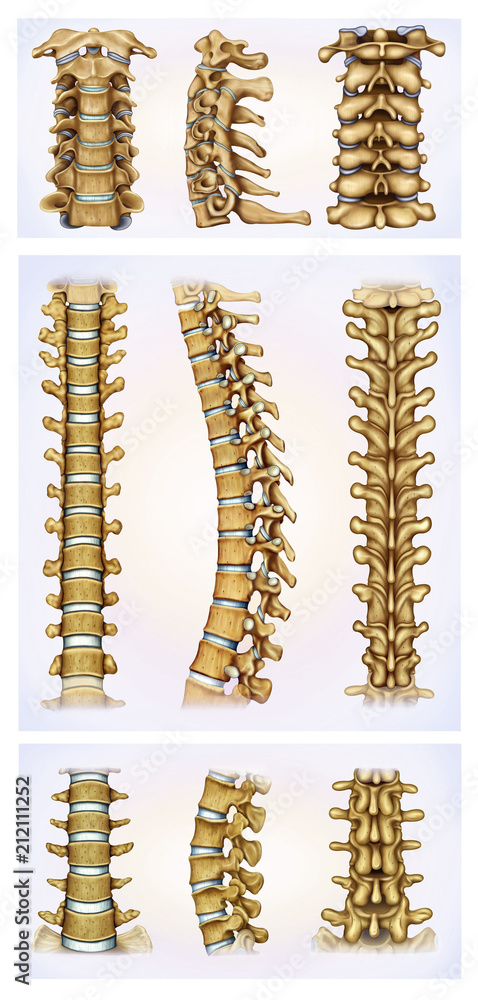 Illustration of the spinal column, made up of 33 vertebrae. seven ...