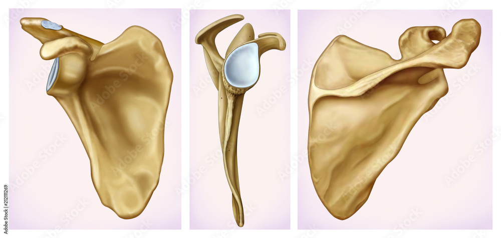 Illustration of three views of the human scapula. Stock Illustration ...