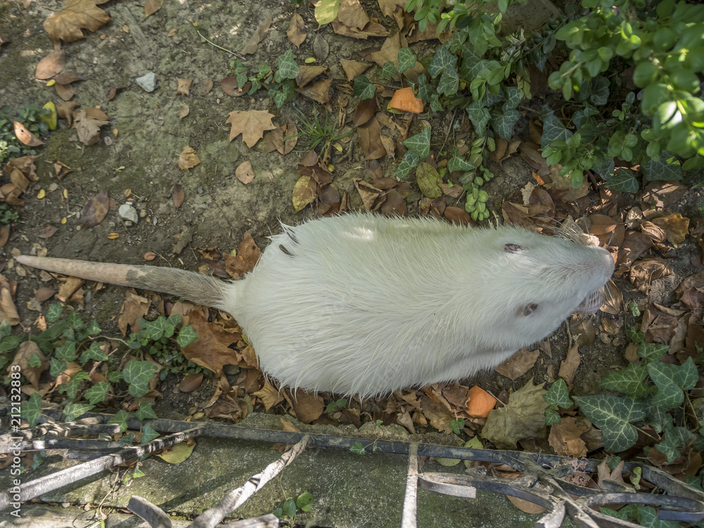 White nutria is eating carrots and bread in the arboretum of Sochi ...