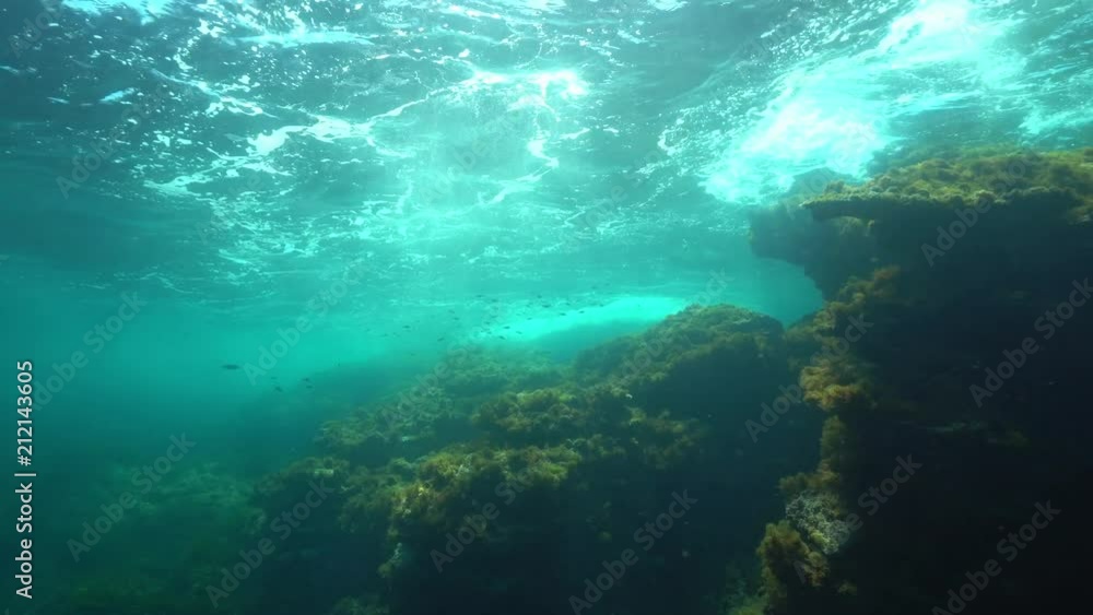 Rocks covered by algae below sea surface with a school of fish ( mullet ...