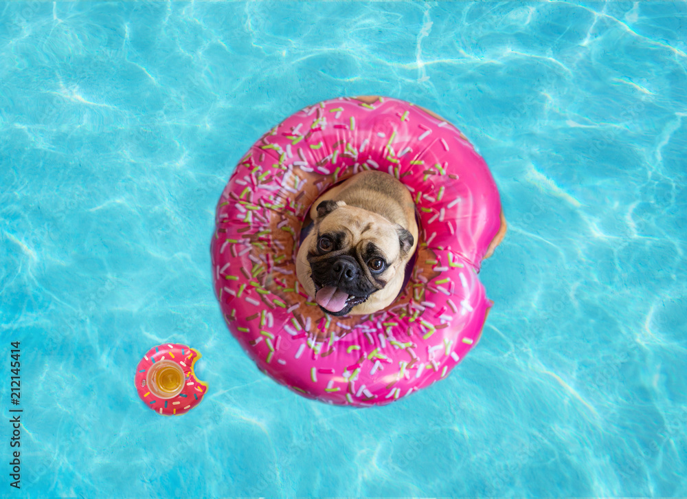 Cute pug floating in a swimming pool with a pink donut ring flotation ...