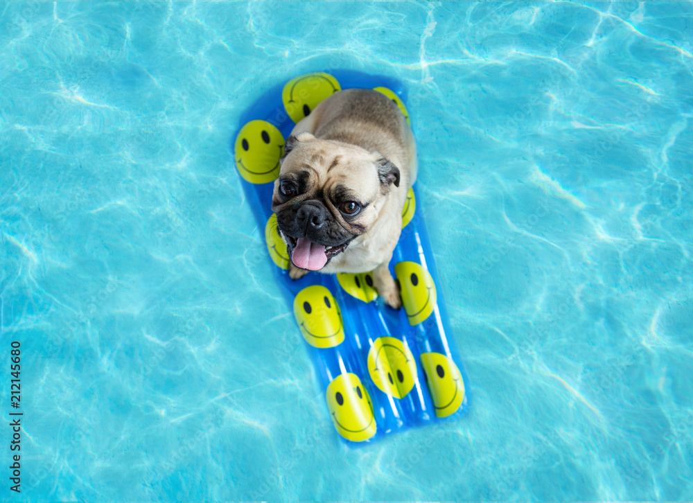 Cute pug floating in a swimming pool with a ring flotation device Stock ...