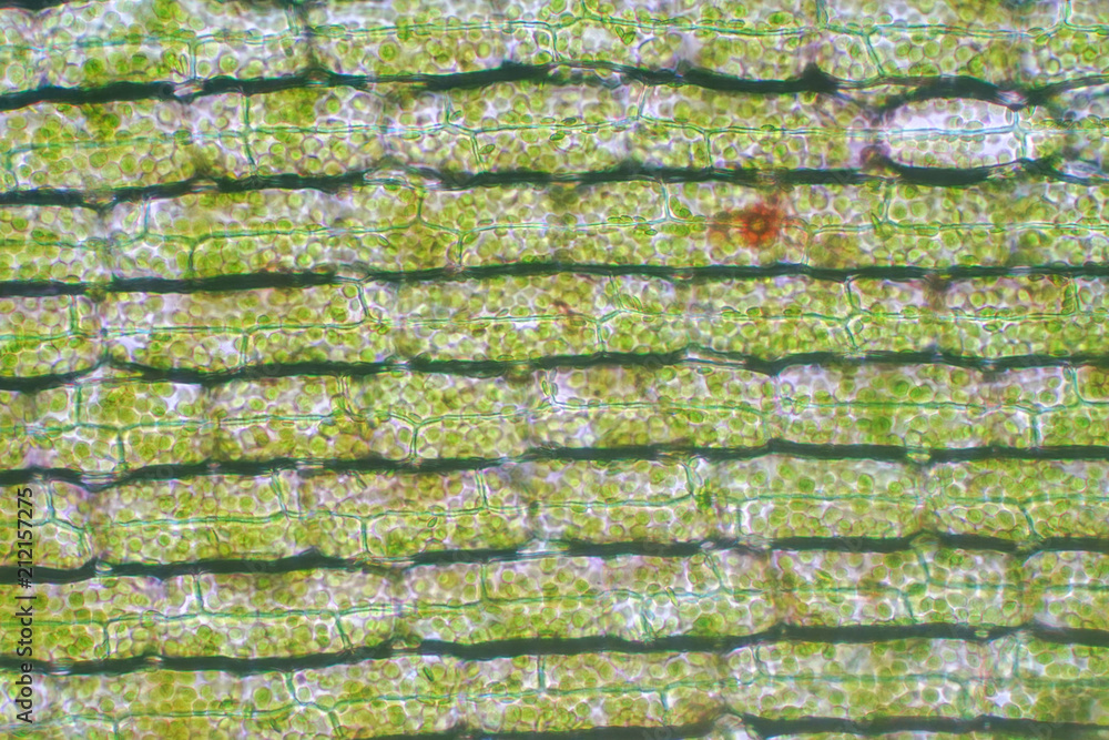 Plant cell under the microscope view Stock Photo | Adobe Stock